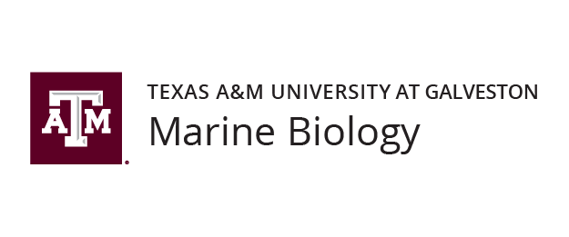 Texas Aandm Engineering Logo