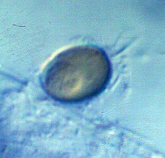 Elemental Phytoplankton Profiles
