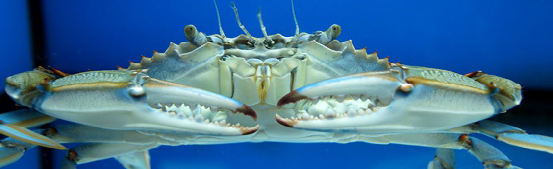 Sea Life Facility | Texas A&M University at Galveston