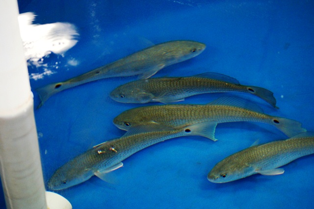 Sea Life Facility | Texas A&M University at Galveston